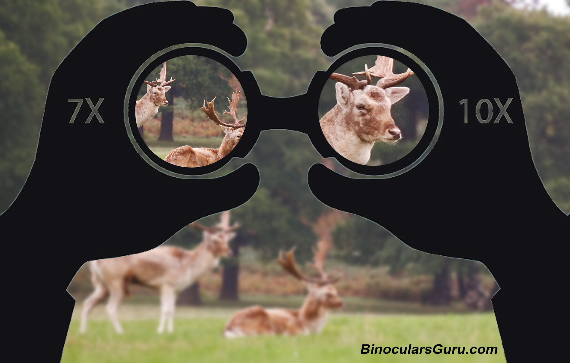 Understanding Binoculars 101 How Do Binoculars Work Binoculars Guru