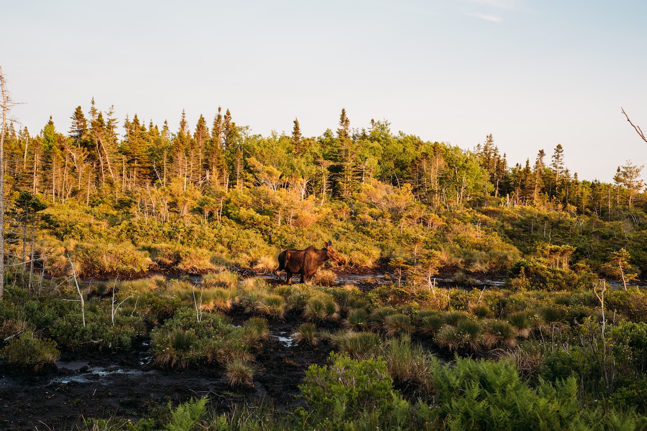 What Does 10×42 Mean in Binoculars? - Binoculars Guru