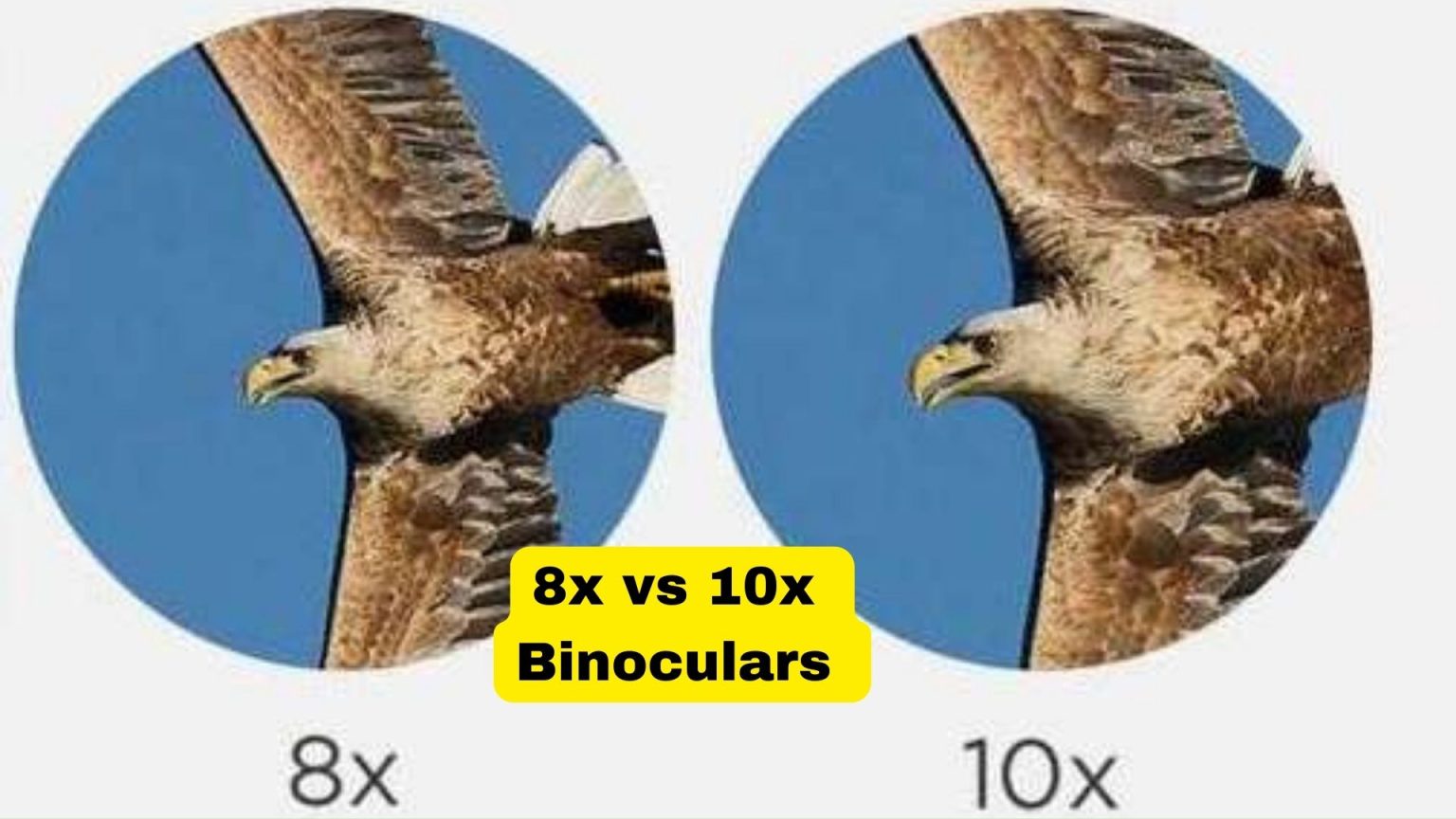 8X vs. 10X Binoculars: Choice Made Easy! - Binoculars Guru